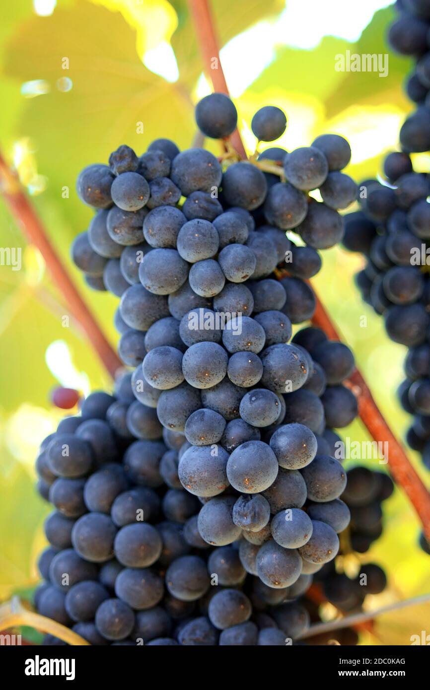 Rotweintrauben hi-res stock photography and images - Alamy