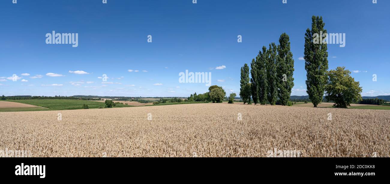 Poplar trees field hi-res stock photography and images - Alamy