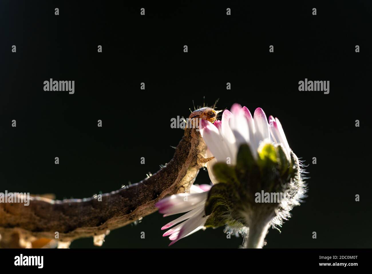 caterpillar on a daisy flower with black background Stock Photo - Alamy