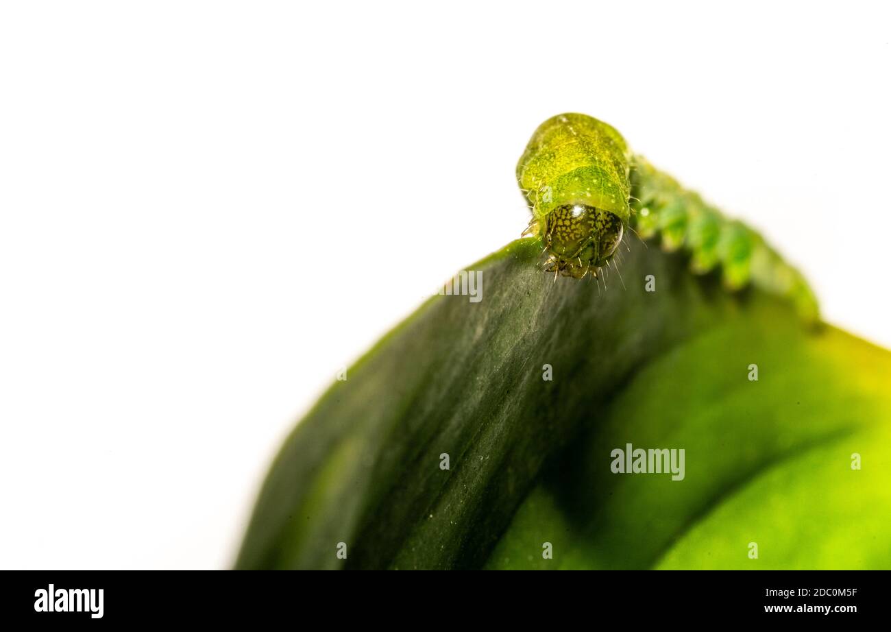 Angle shades caterpillar hi-res stock photography and images - Alamy