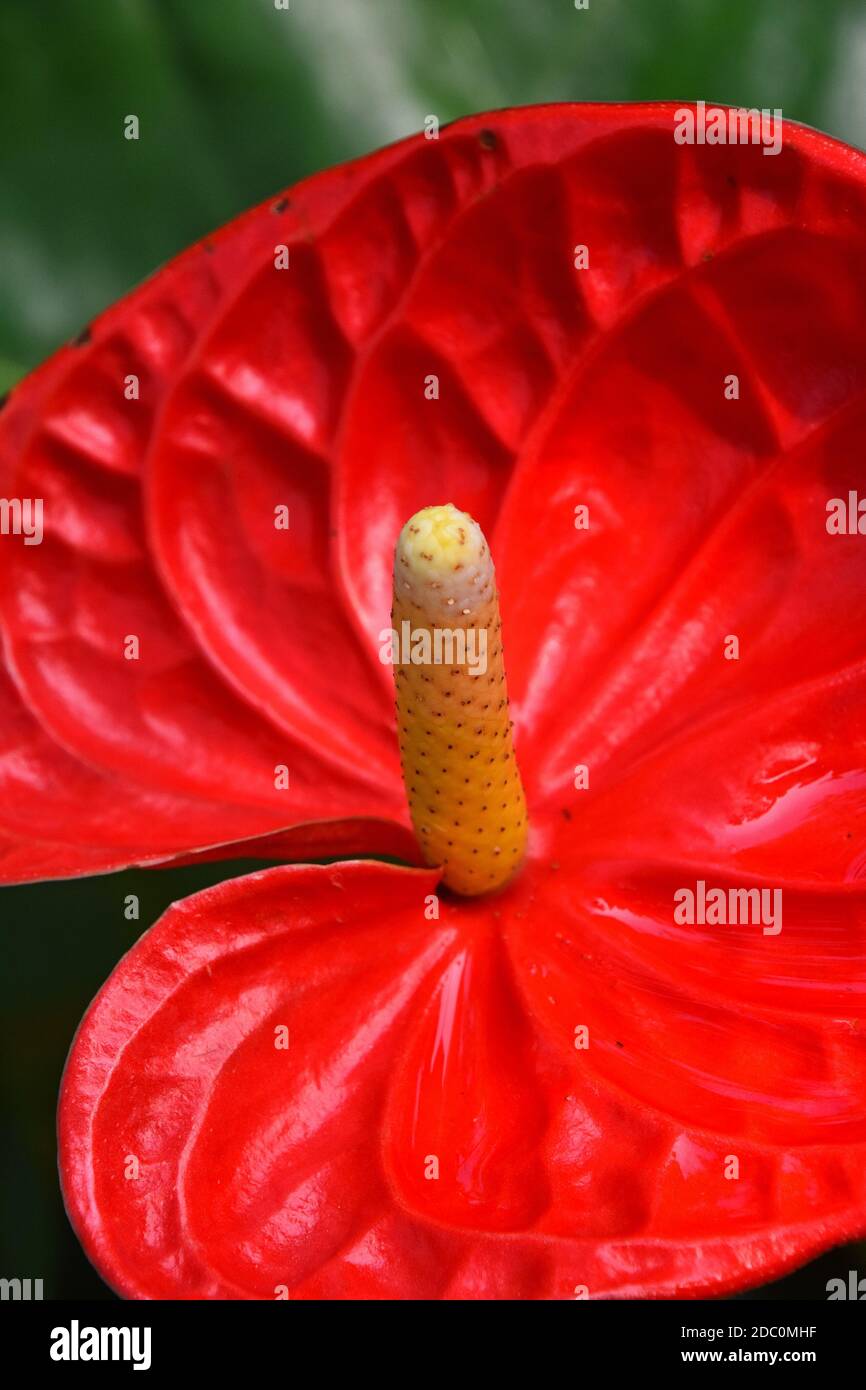 Close up one red tropical Anthurium flower with spadix and spathe ...