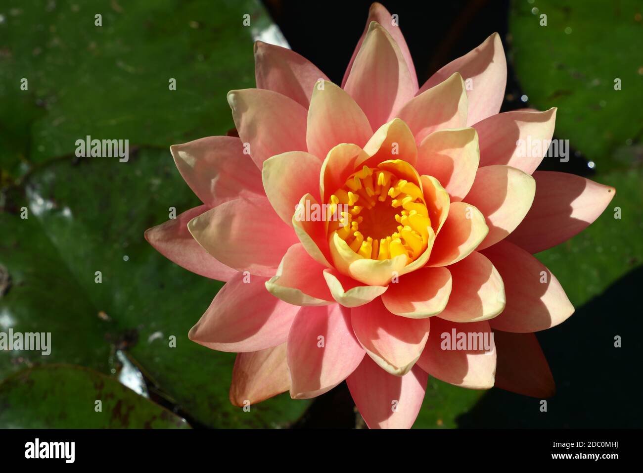 Close up pink water lily flowers in pond, elevated top view, directly ...
