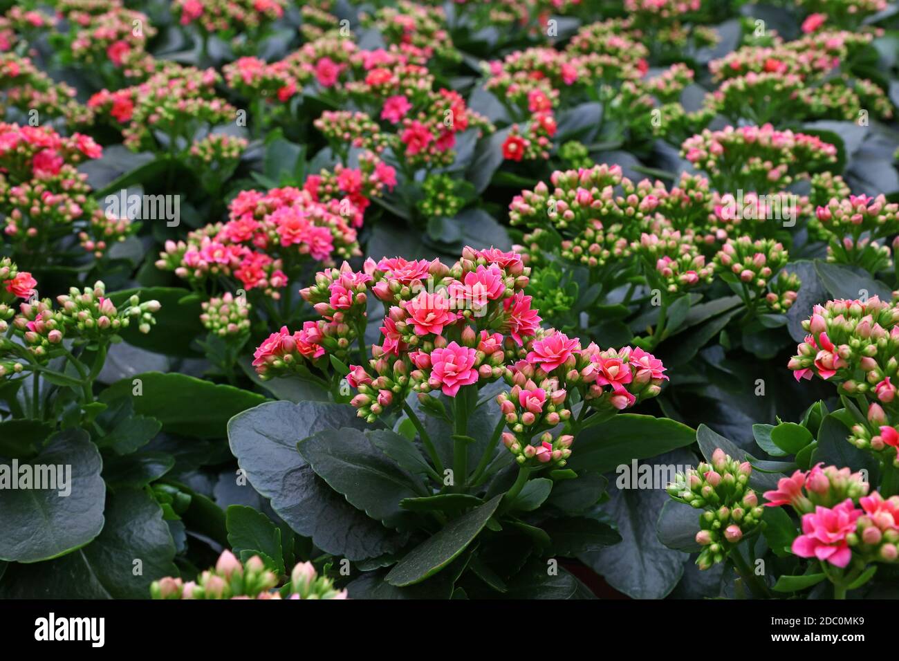 Close up fresh purple pink potted Kalanchoe flowers on retail display ...