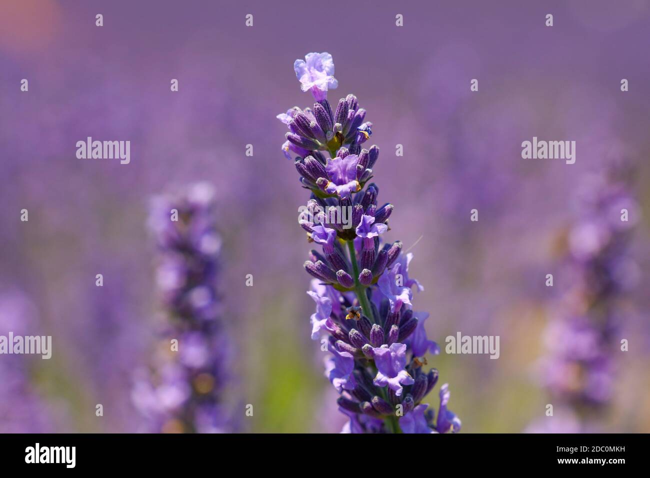 Close up purple blooming lavender flowers, low angle side view Stock ...
