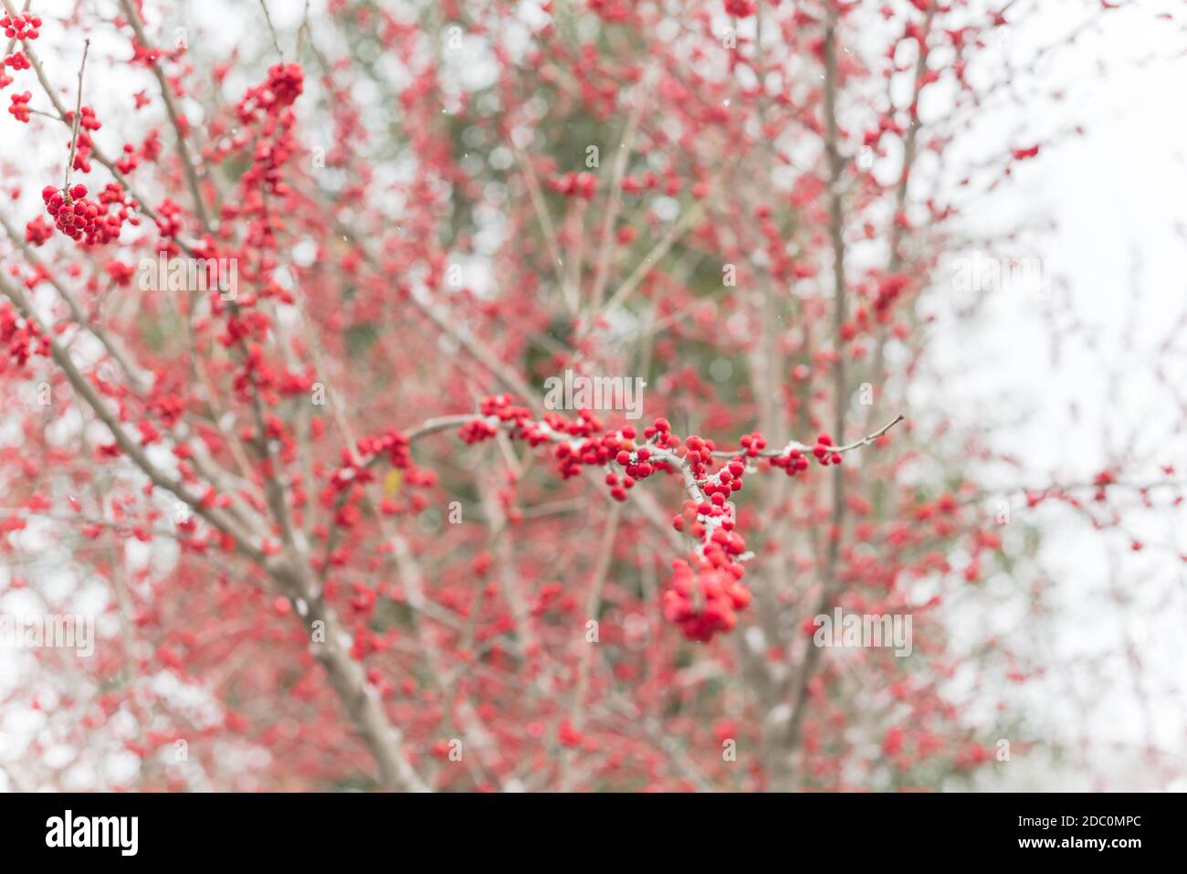 Snow falling on Ilex Decidua (or winter berry, Possum Haw, Deciduous ...