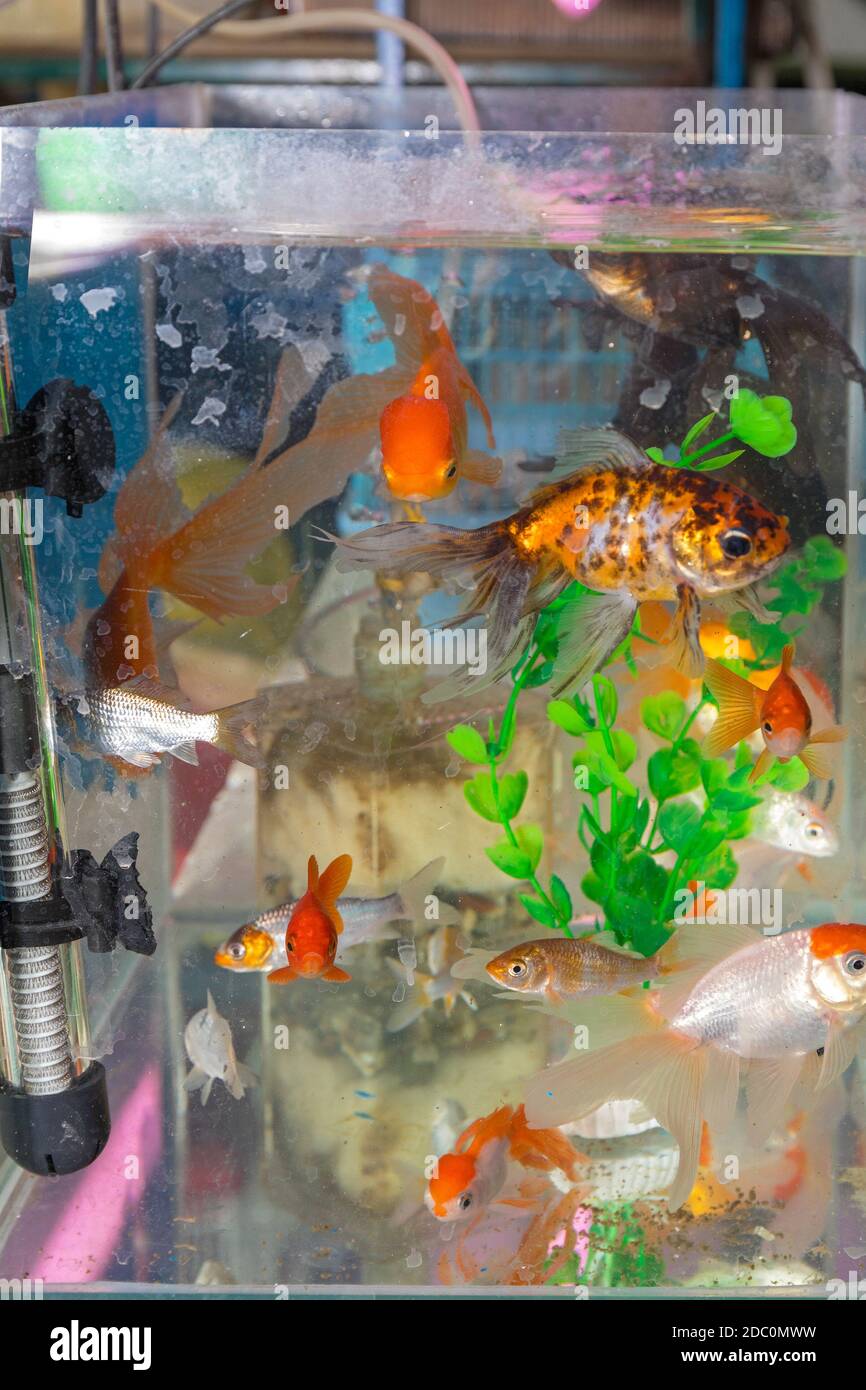 Many Various Fish in Aquarium Stock Photo - Alamy