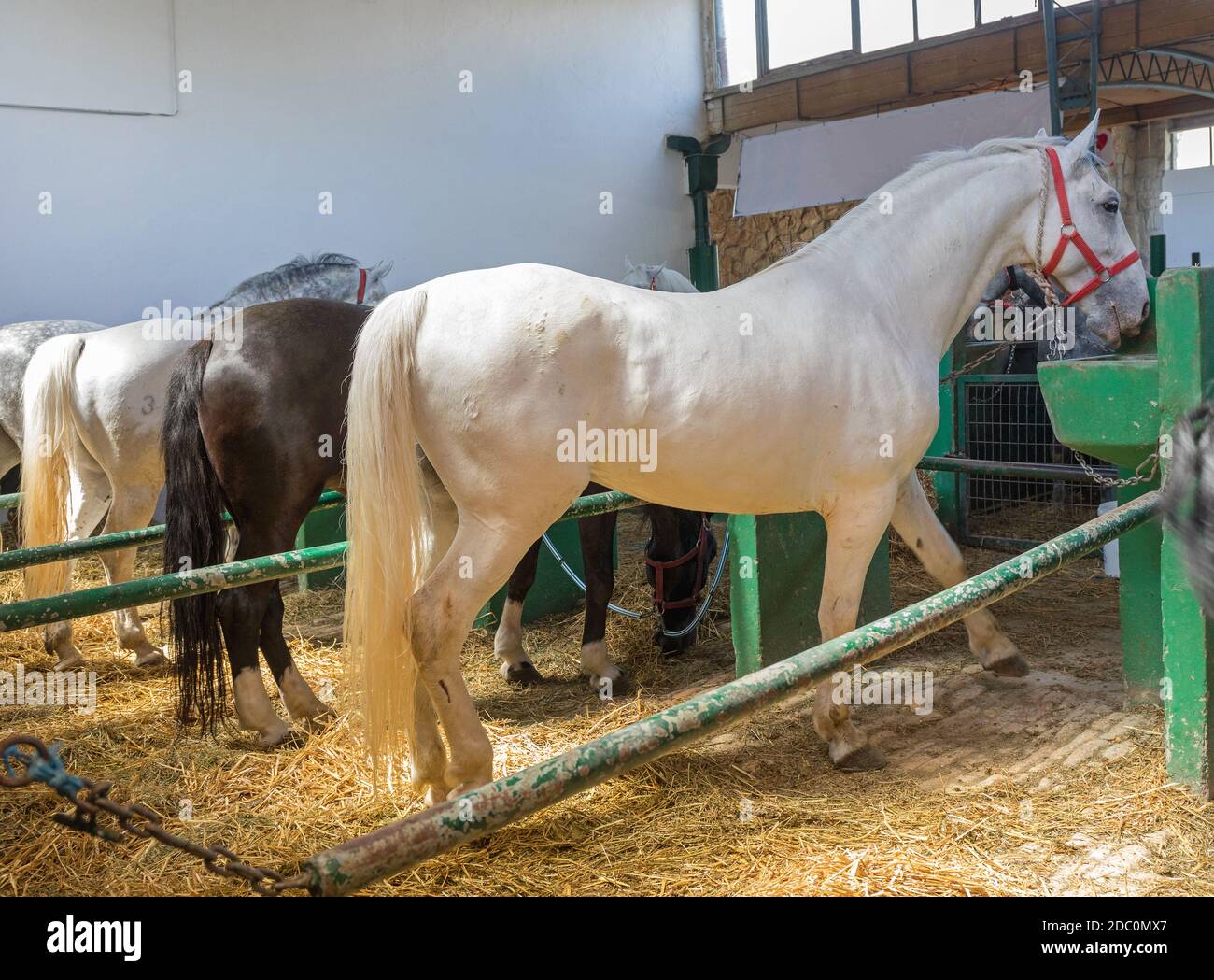 Big Stables High Resolution Stock Photography and Images - Alamy