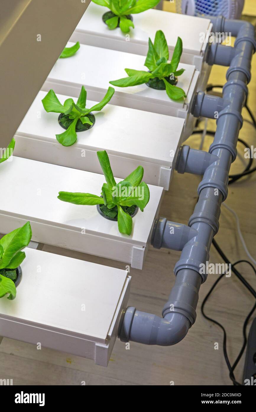 Hydroponics Modern Indoor Garden Farming Stock Photo - Alamy