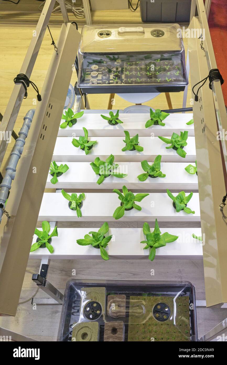 Hydroponics Modern Indoor Plants Garden Farming Stock Photo - Alamy