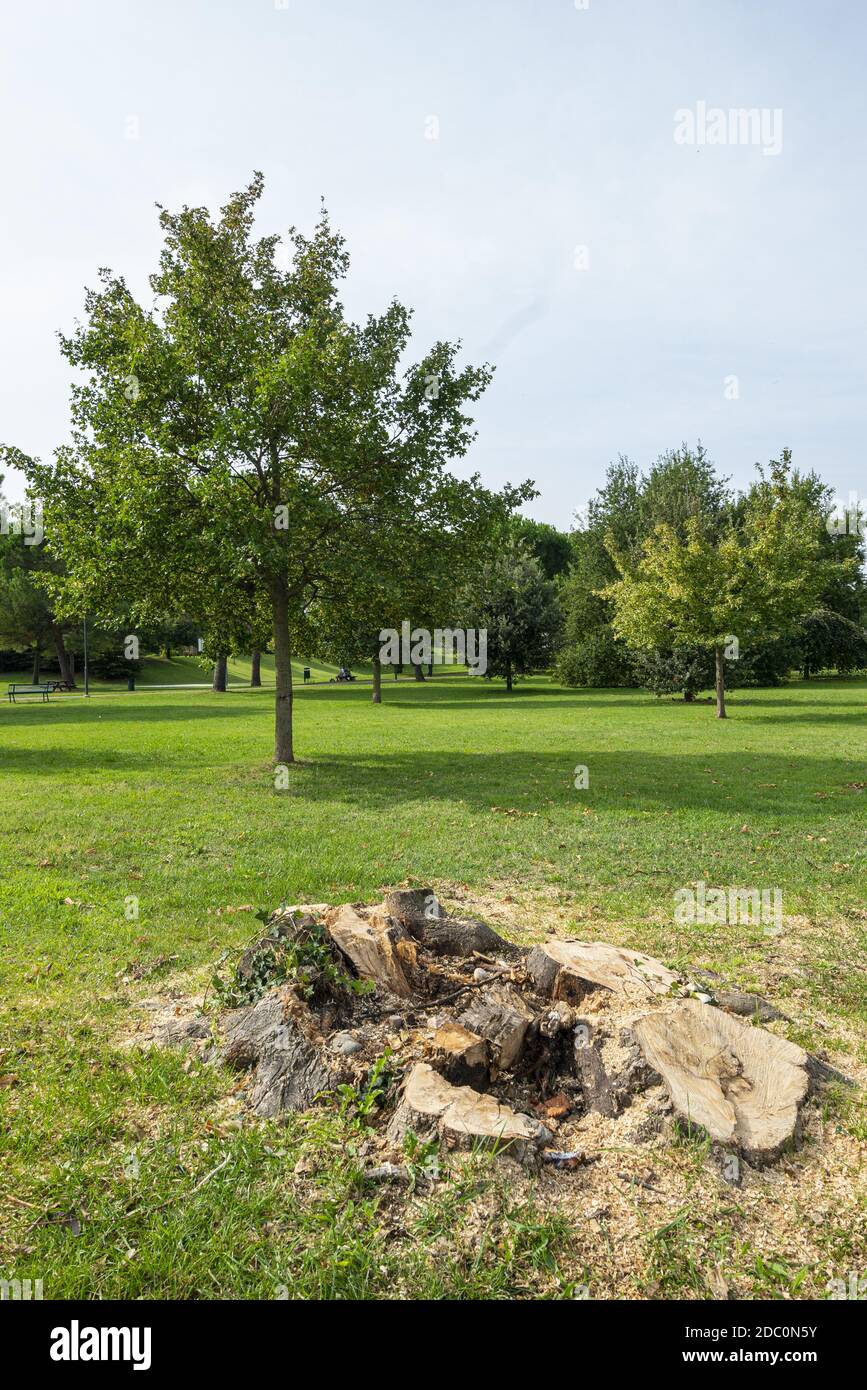 the trunk of a cut tree in the Moretti park in Udine Stock Photo - Alamy