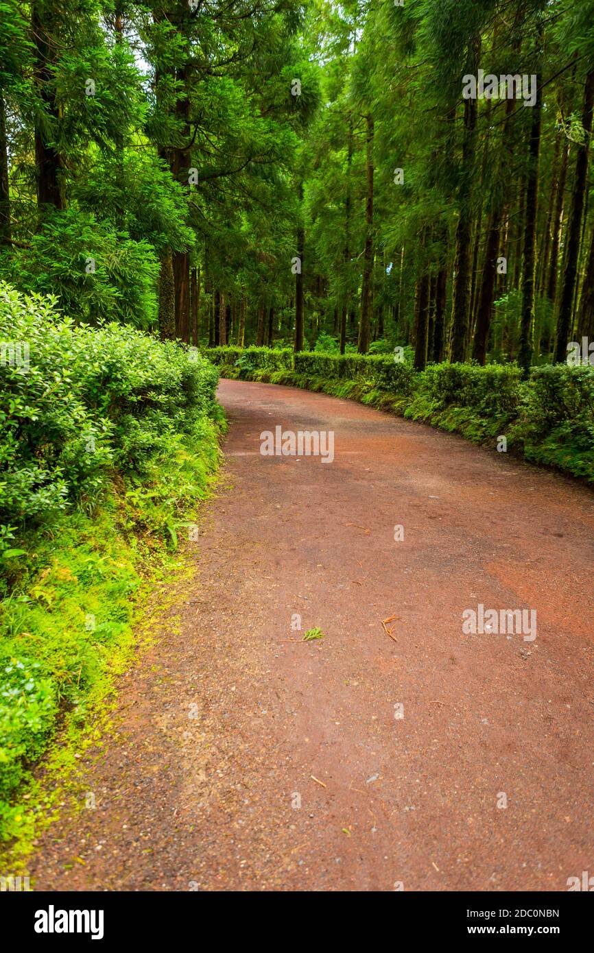 Path in Azorean forest with blue hydrangea flowers and rich green ...