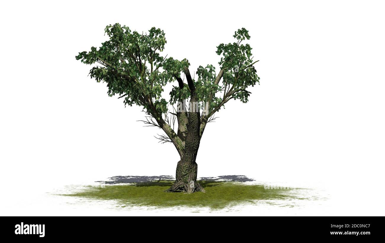 a single Big Leaf Maple Tree on a green area - isolated on white ...