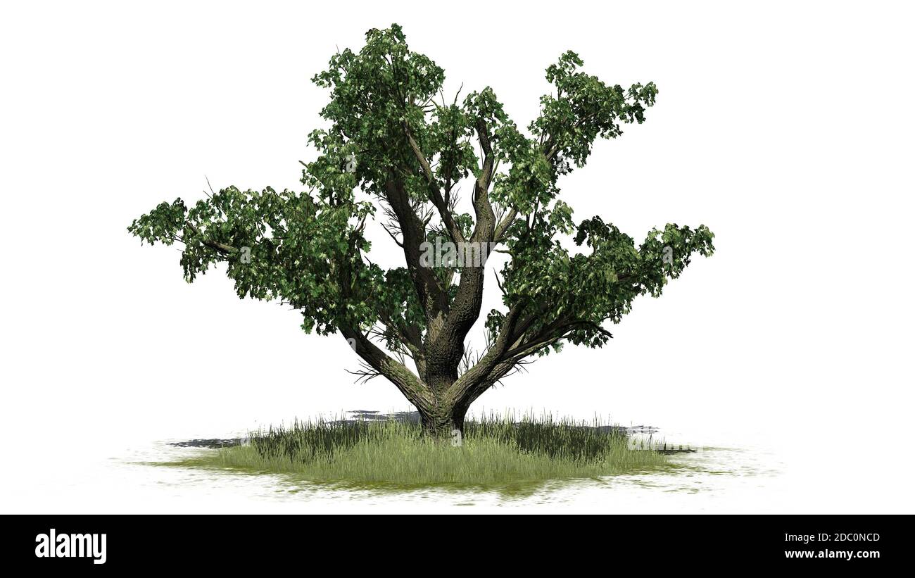 Big Leaf Maple Tree in the grass - isolated on white background Stock ...