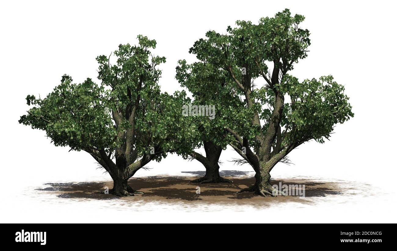 Group deciduous forest trees Cut Out Stock Images & Pictures - Alamy