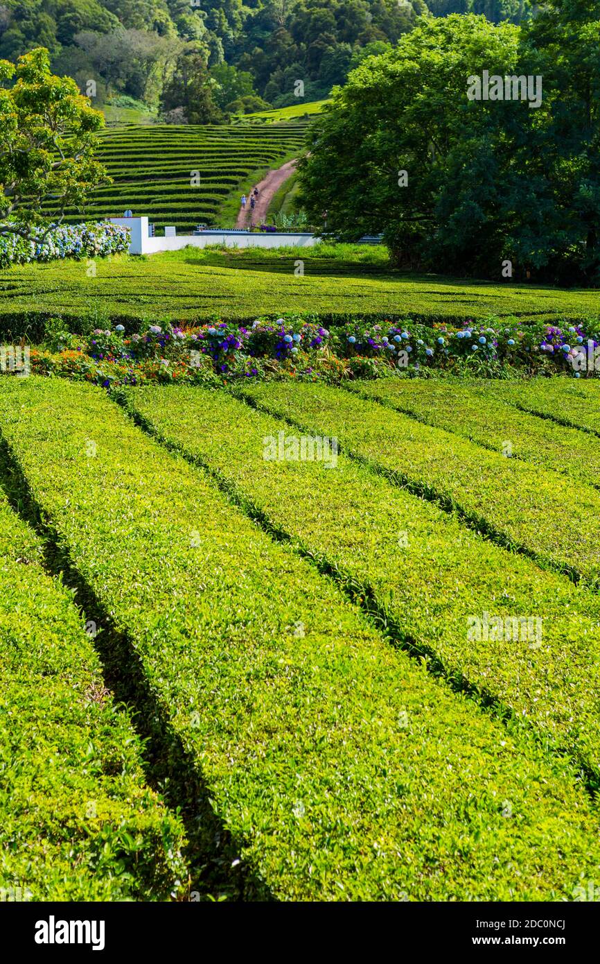 View on tea plantation rows in Gorreana. The oldest, and only, tea ...