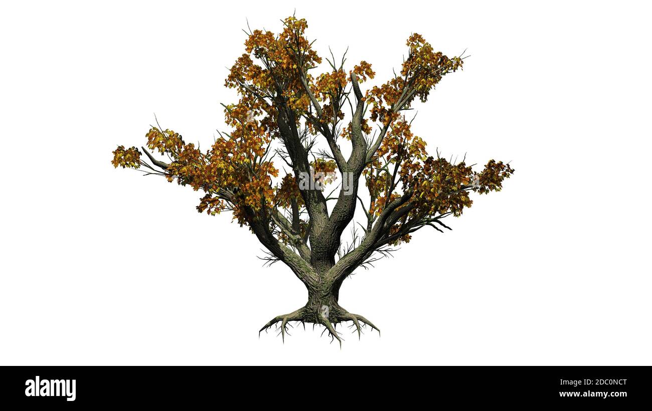 Big leaf maple tree hi-res stock photography and images - Alamy