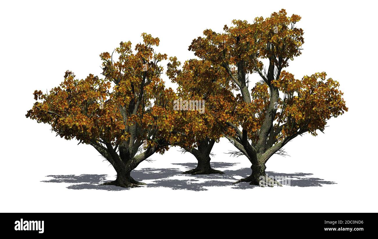 a group of Big Leaf Maple Trees in the autumn with shadow on the floor ...