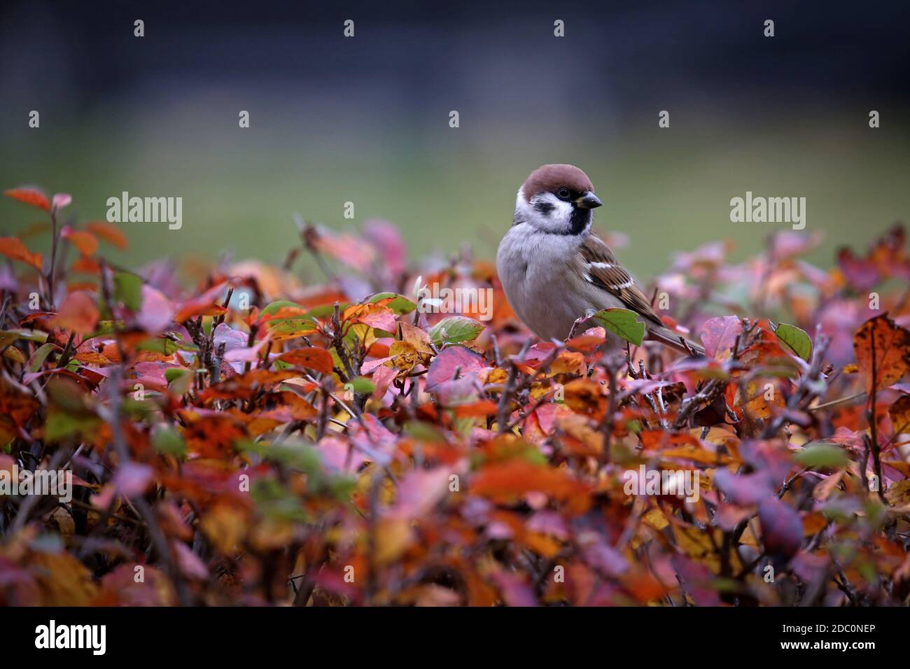 Birds sparrow hi-res stock photography and images - Alamy