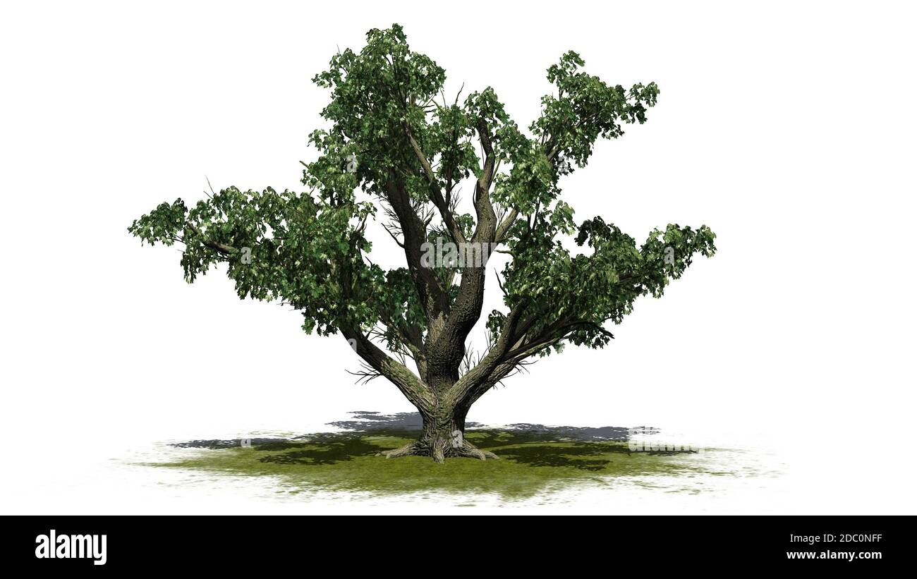 Big Leaf Maple Tree on a green area - isolated on white background ...