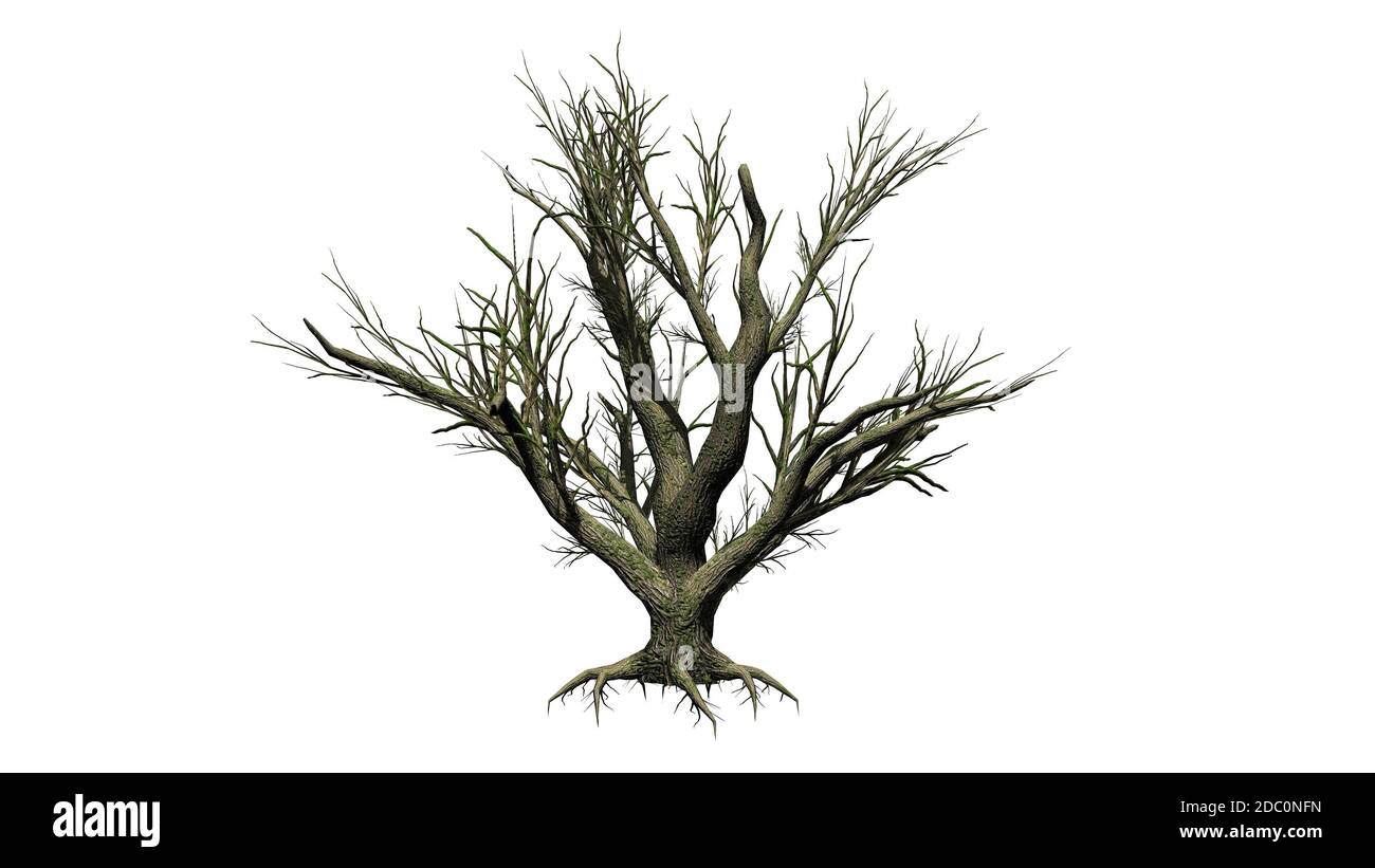 Big Leaf Maple Tree in the winter - isolated on white background Stock ...