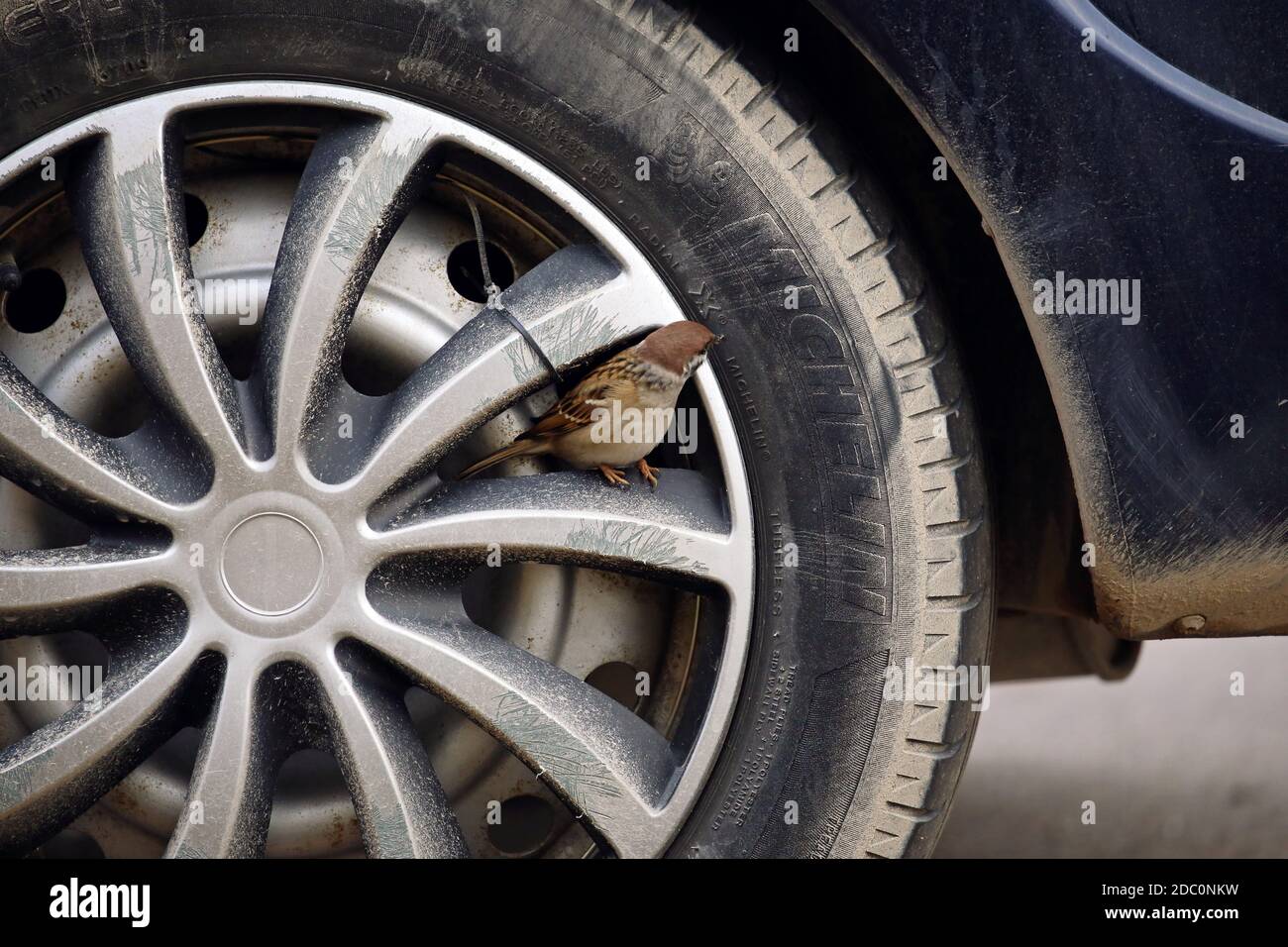 Wheel trees hi-res stock photography and images - Alamy