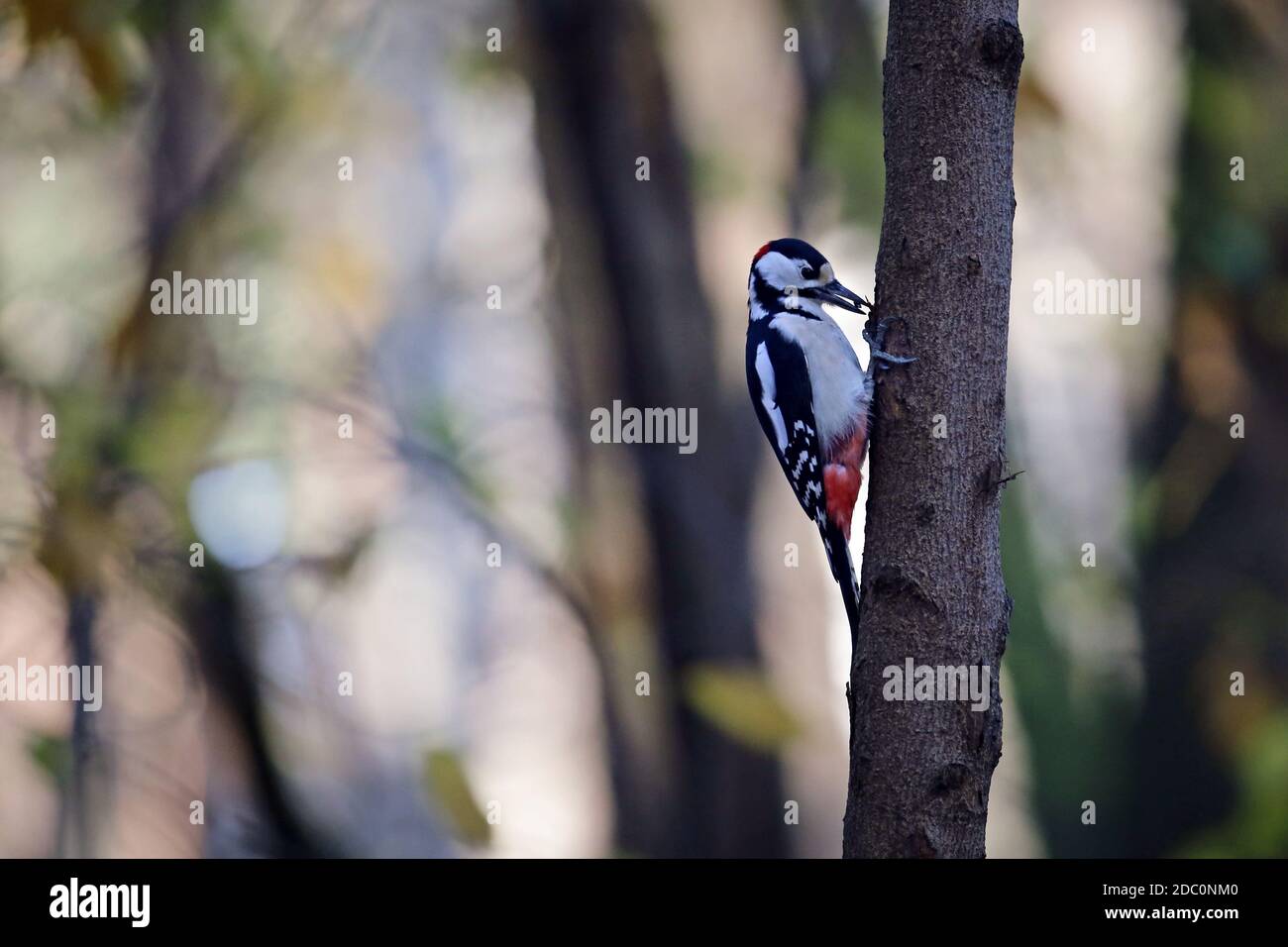Woodpecker trees hi-res stock photography and images - Alamy