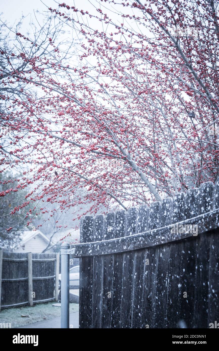 Possum haw tree leaves hi-res stock photography and images - Alamy