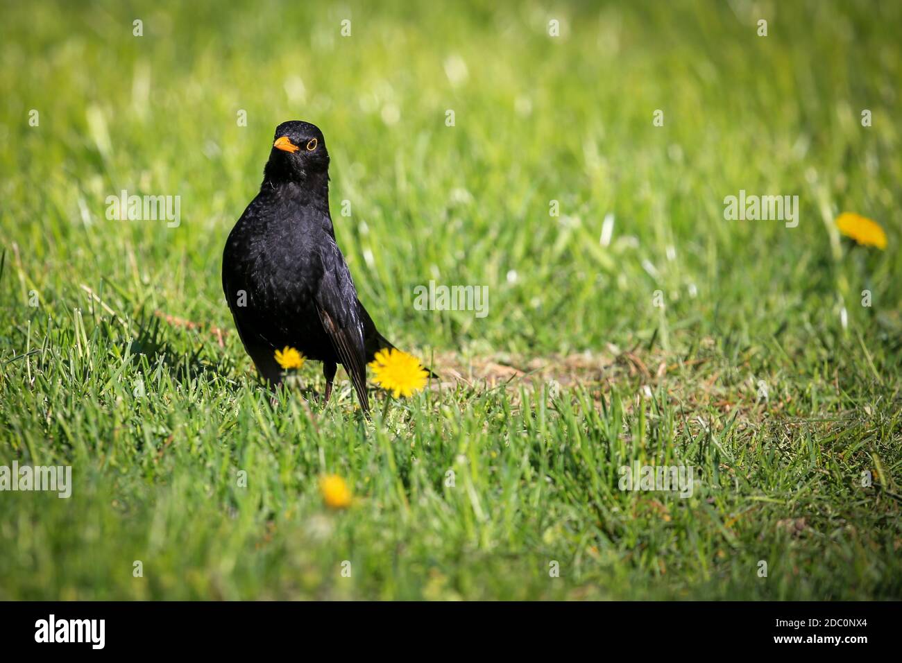 Bird and dandelion hi-res stock photography and images - Alamy