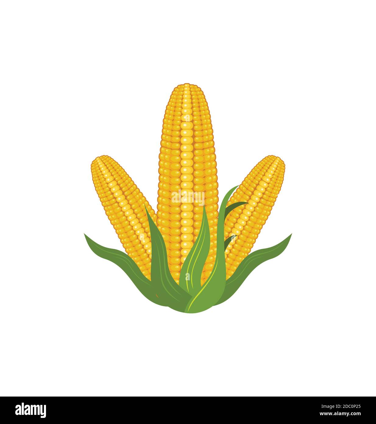 Realistic corn design illustration vector eps format , suitable for ...