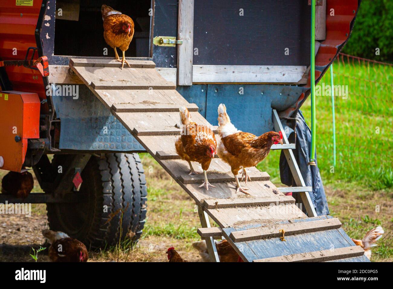 hens walking up and down the chicken ladder outdoors Stock Photo - Alamy