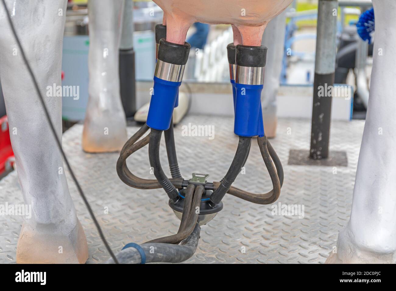 Automated Cow Milking Suction Machine at Dairy Farm Stock Photo - Alamy