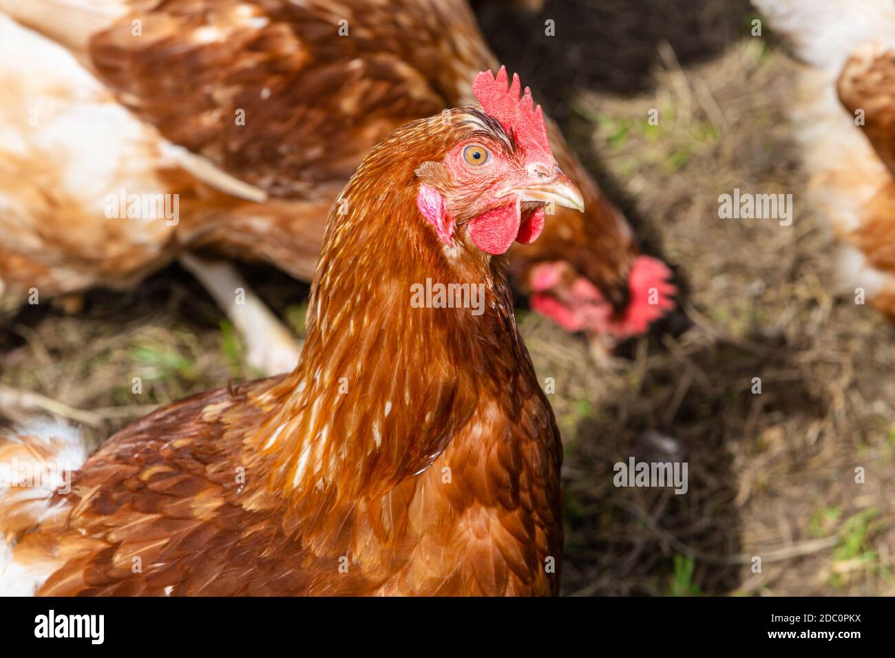 portrait of a hen between many hens Stock Photo - Alamy