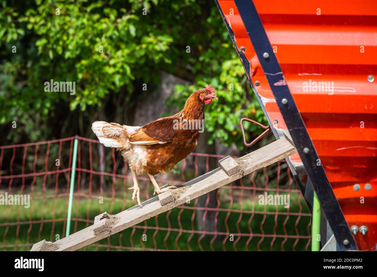 hens walking up and down the chicken ladder outdoors Stock Photo - Alamy