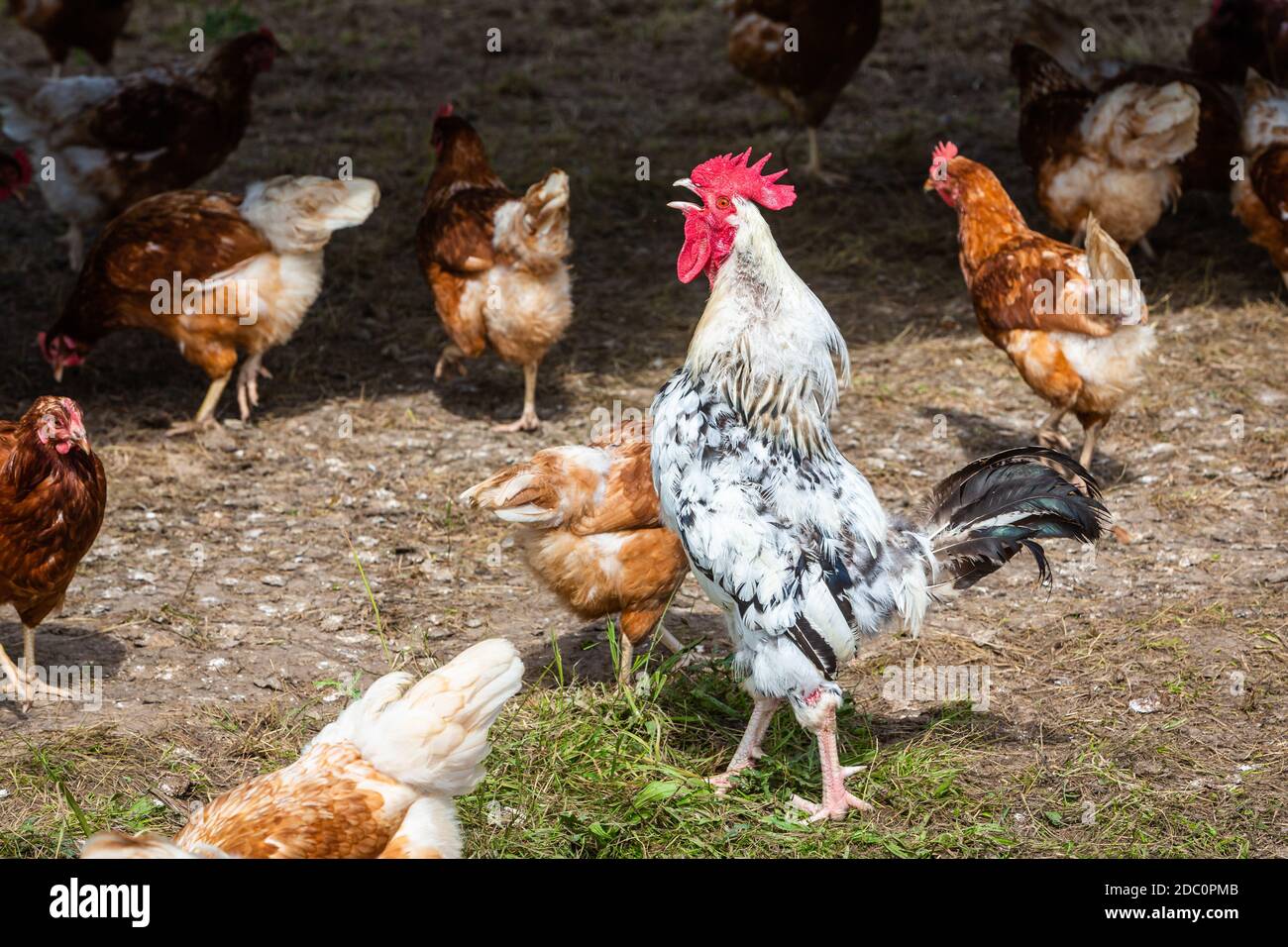 many hens and a proud rooster in between Stock Photo - Alamy