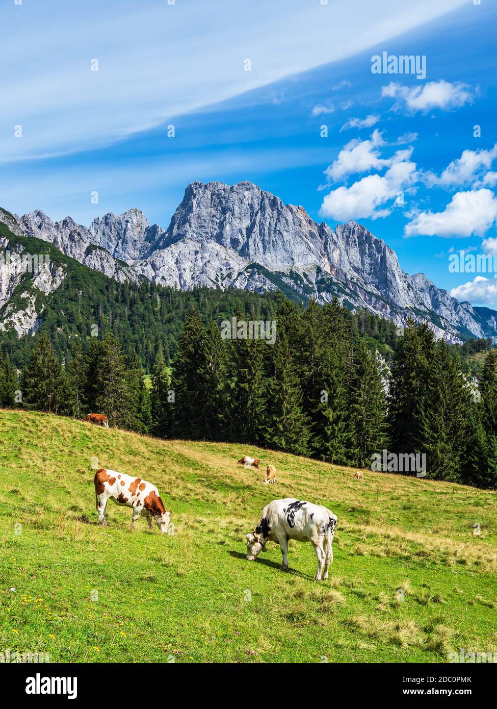 View to the mountain pasture Litzlalm in the Alps, Austria Stock Photo ...