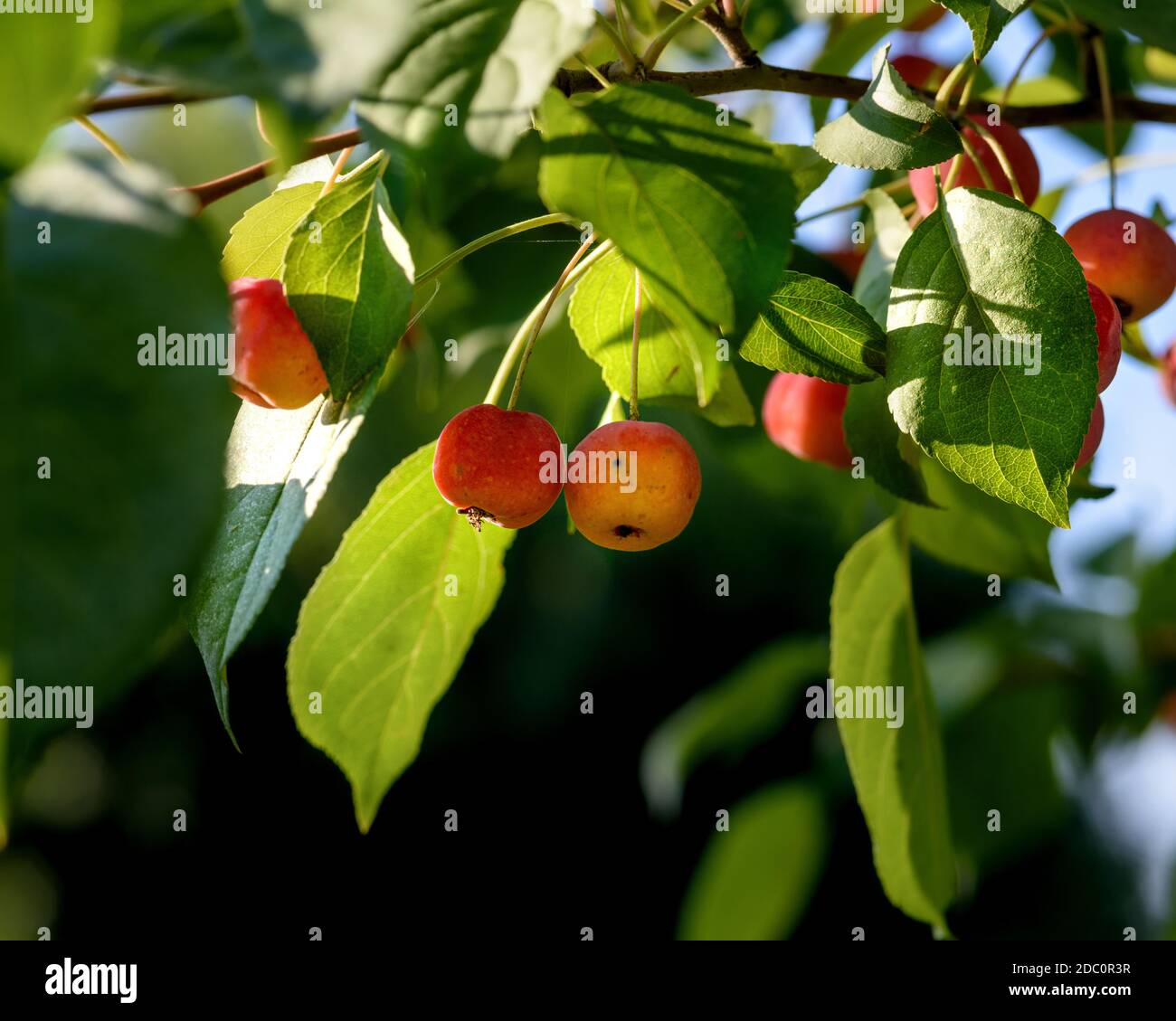 Red wild apples hi-res stock photography and images - Alamy