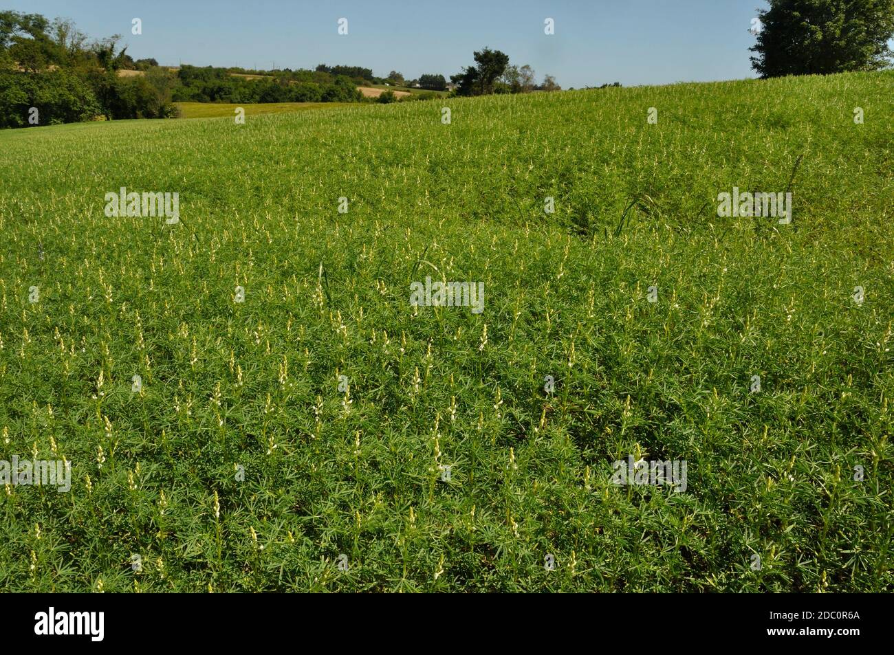 With fodder in hi-res stock photography and images - Alamy