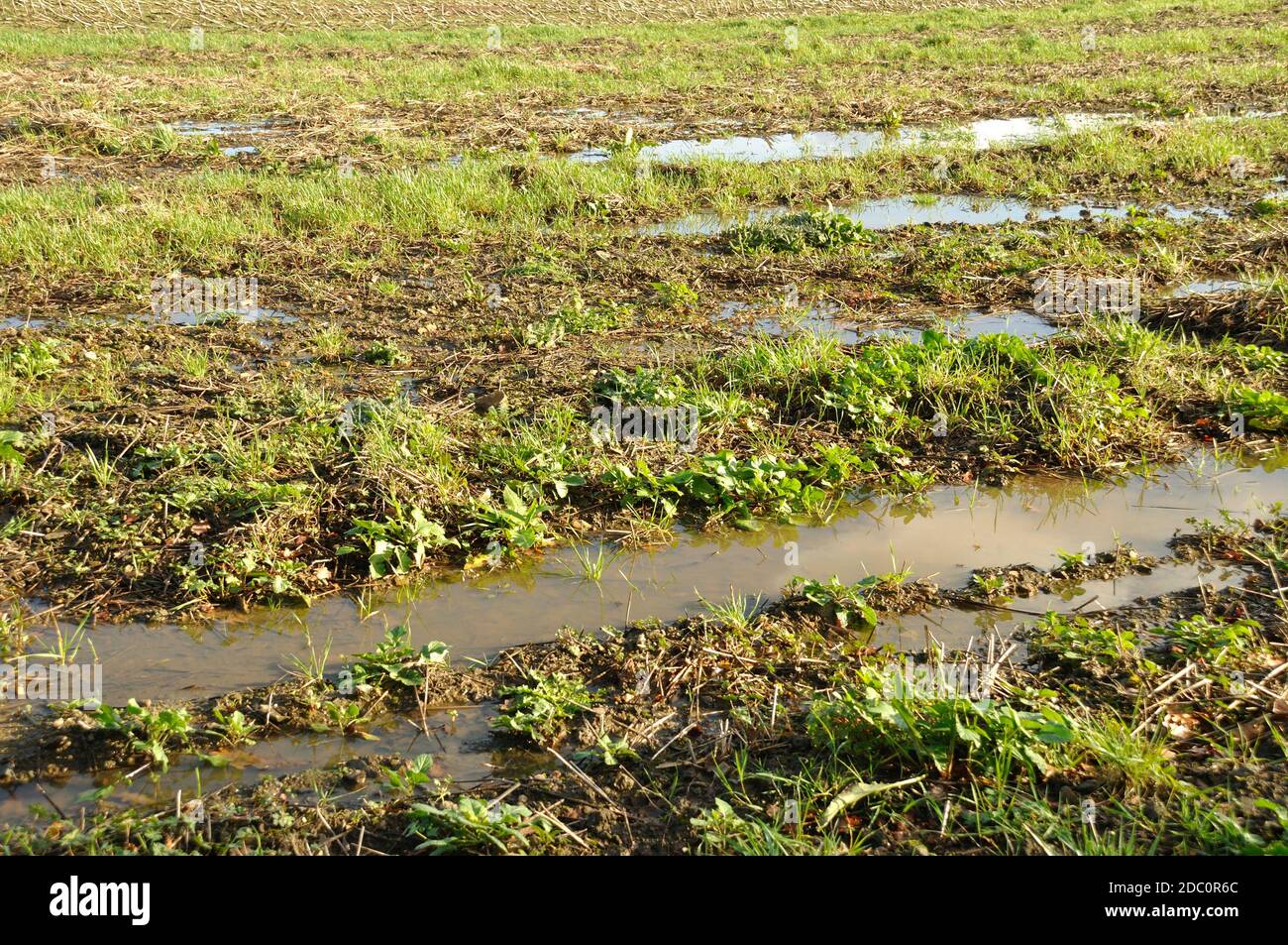A flooded field in Brittany Stock Photo - Alamy