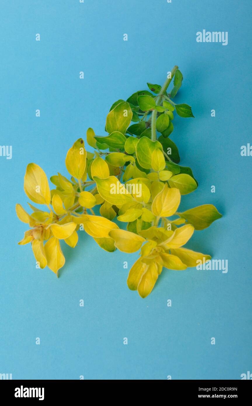 Golden oregano plant hi-res stock photography and images - Alamy
