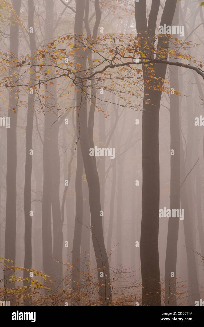 Misty Morning at Nomanshill Woods in Nottinghamshire England UK Stock ...