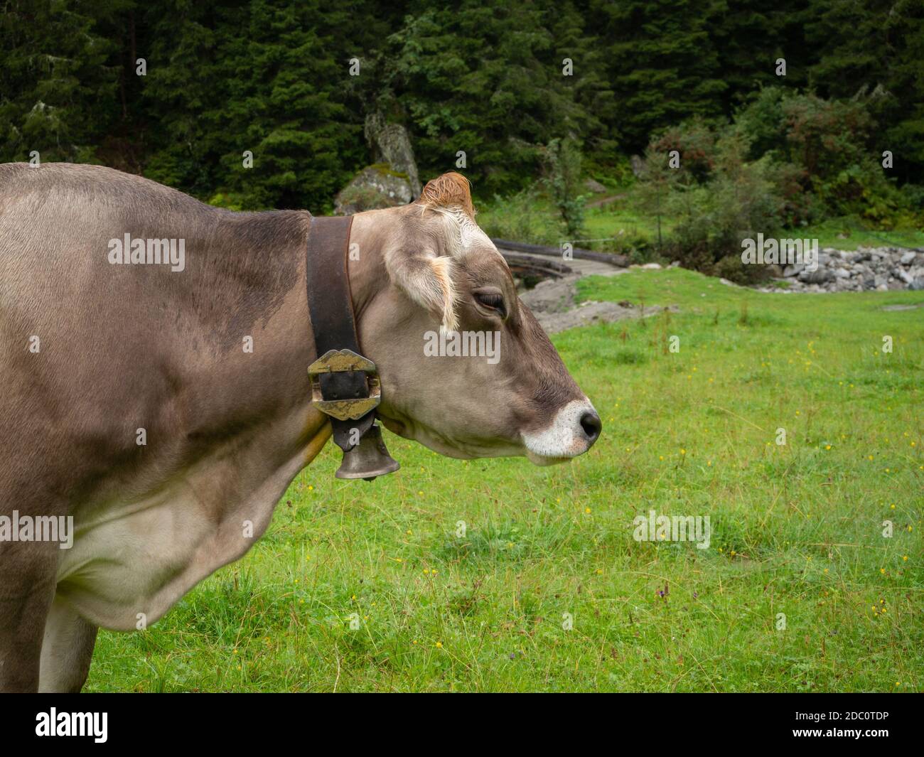 Common cowbell hi-res stock photography and images - Alamy