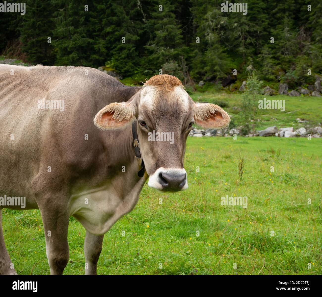 Common cowbell hi-res stock photography and images - Alamy