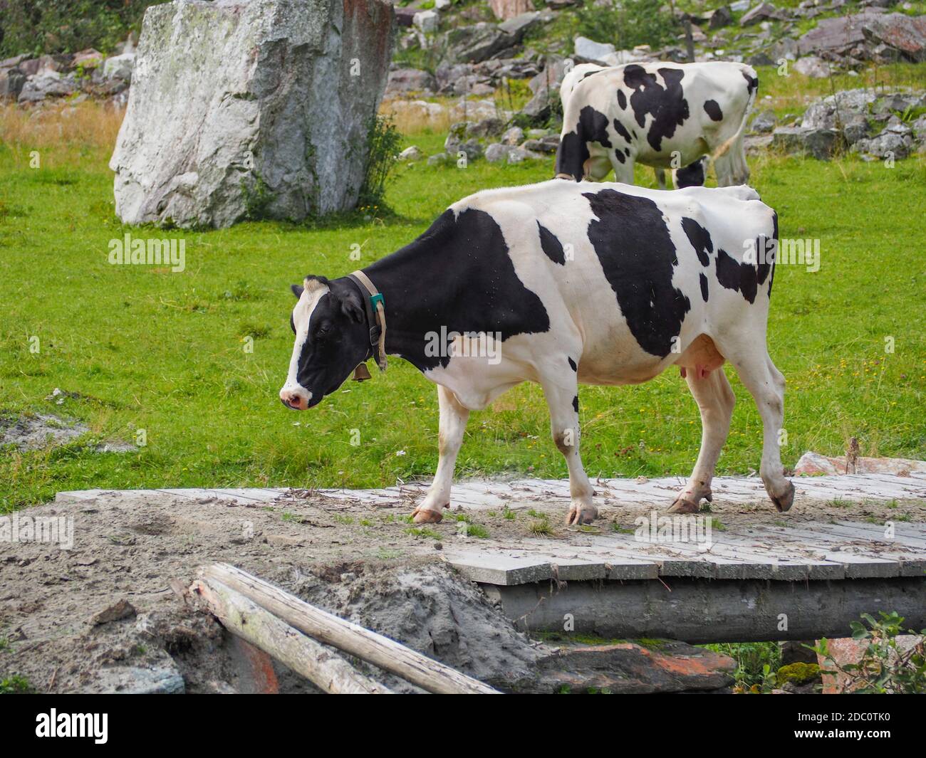 Milk cow on a small wooden bridge in the pasture Stock Photo - Alamy