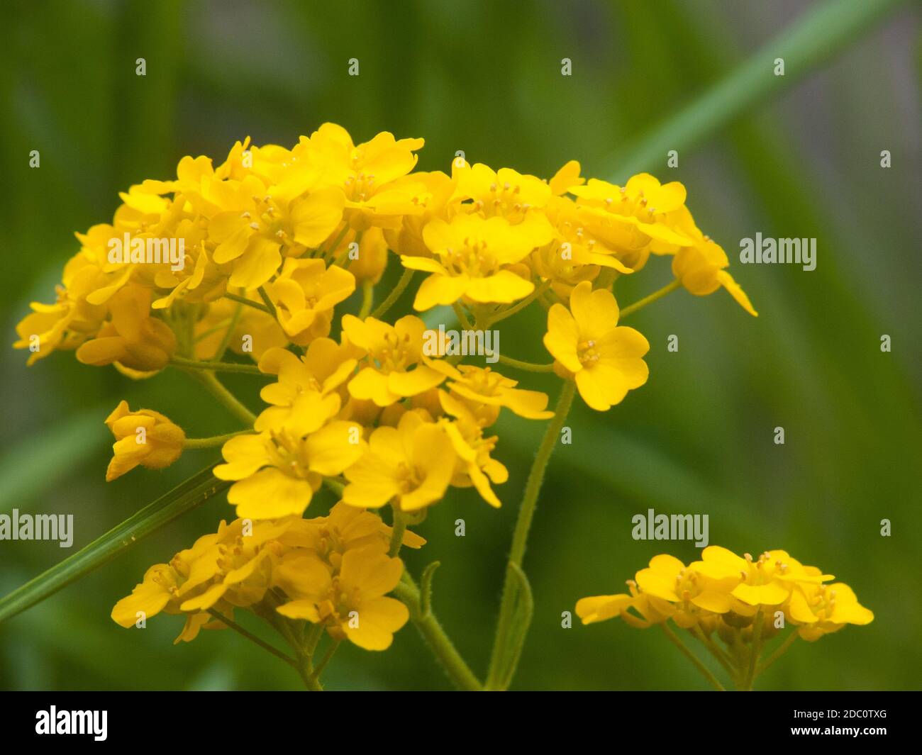 Closeup outside outdoor daytime horizontal hi-res stock photography and ...