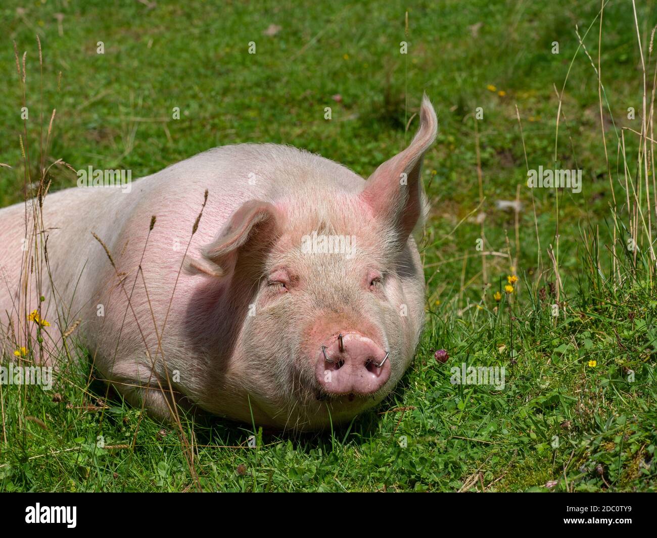 Lying pig hi-res stock photography and images - Alamy