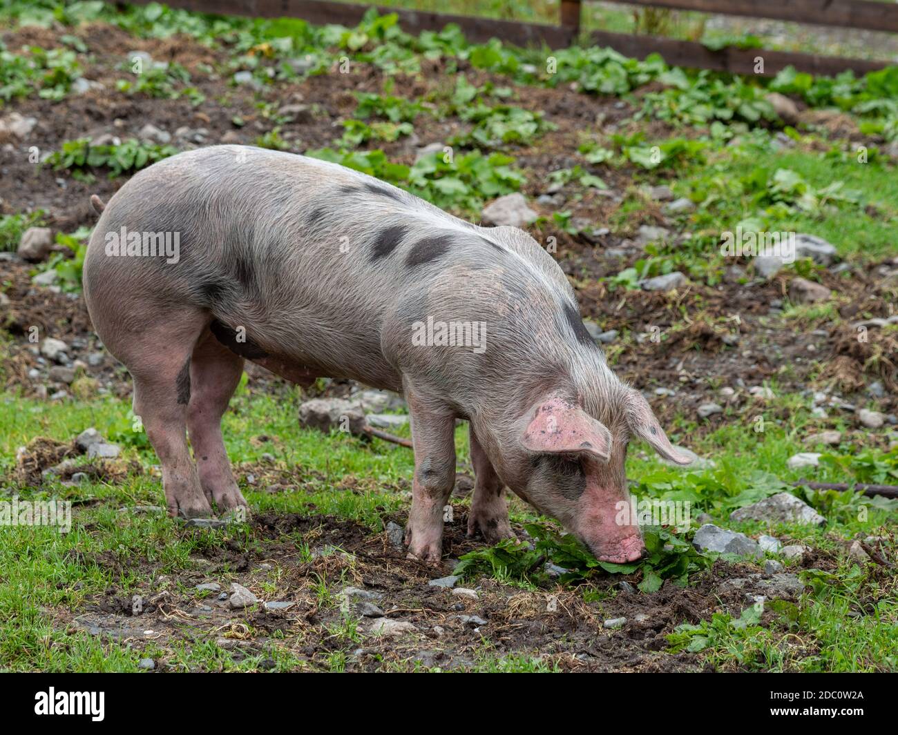 Black spotted piglet hi-res stock photography and images - Alamy