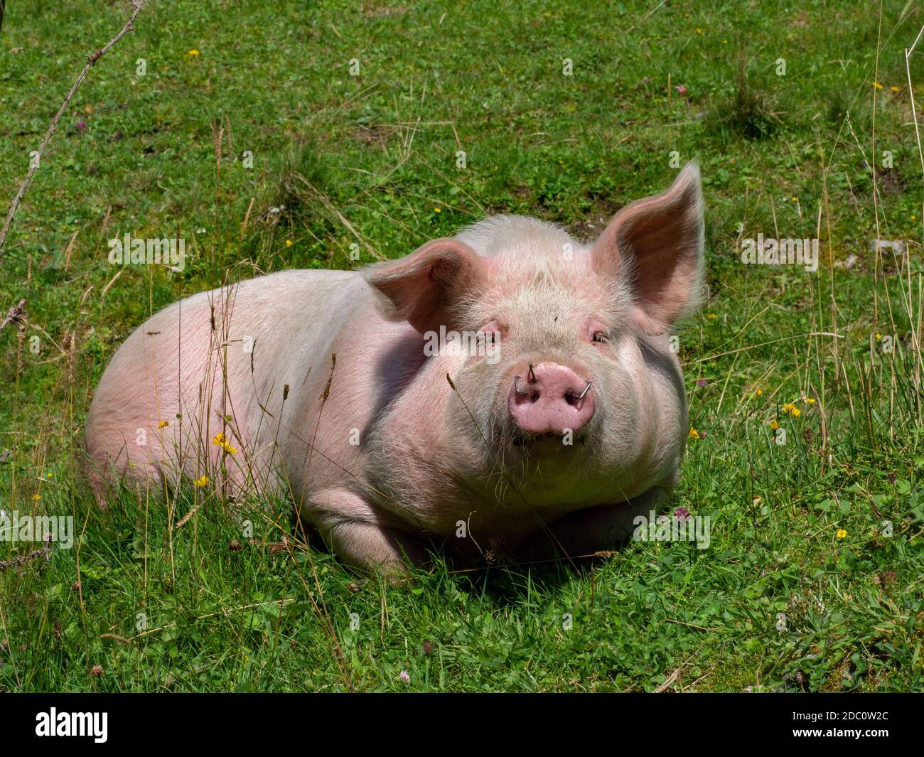 Lying pig on a mountain pasture Stock Photo - Alamy