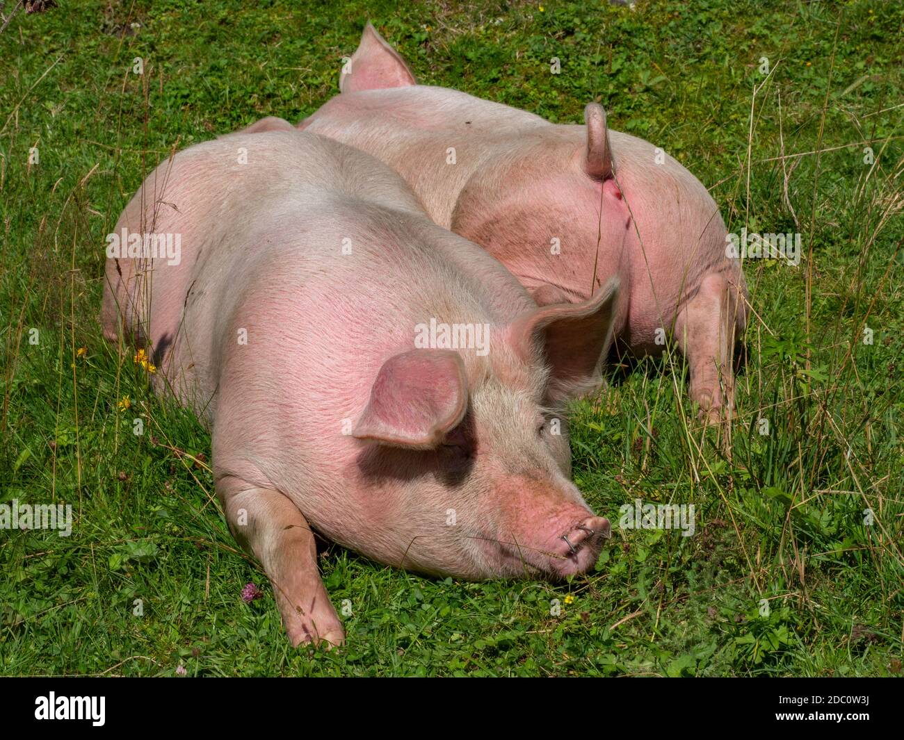 Two pink pigs sus hi-res stock photography and images - Alamy
