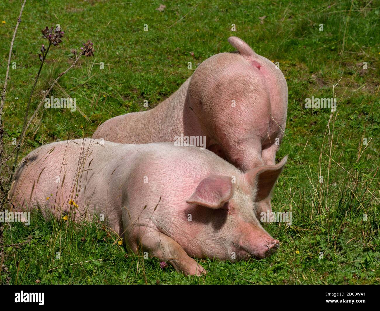 Two pink pigs sus hi-res stock photography and images - Alamy