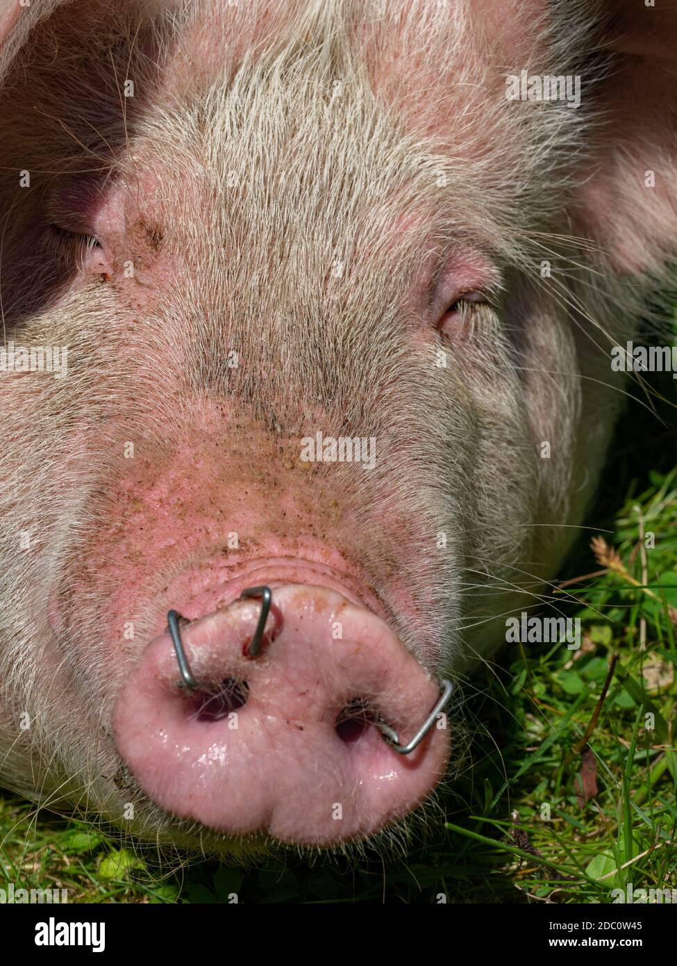 Pig snout hi-res stock photography and images - Alamy